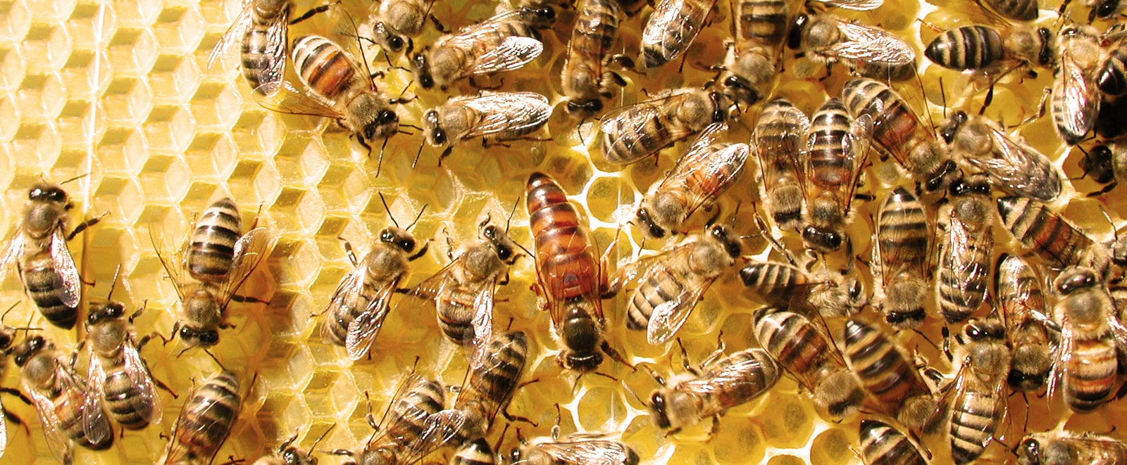 Agriculture, biodiversité et abeilles - Apiland